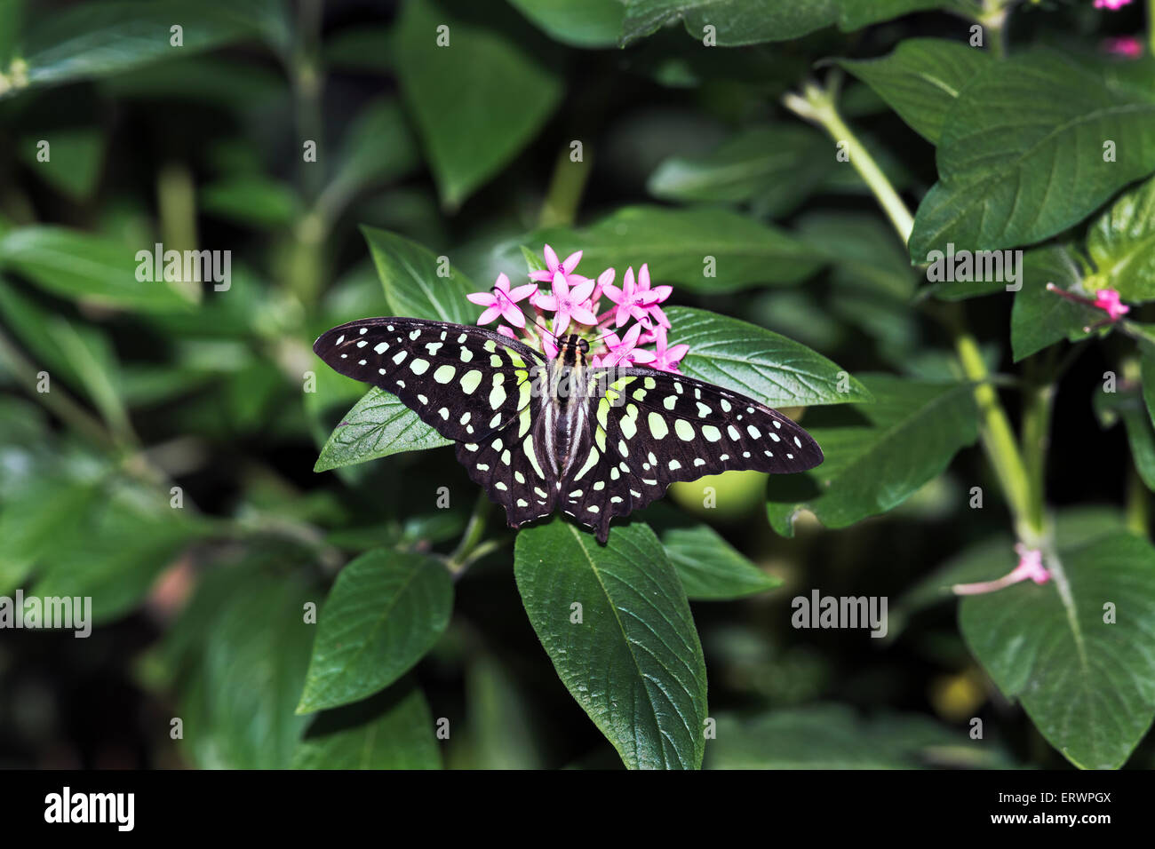 Tailed Jay Butterfly Stock Photo - Alamy