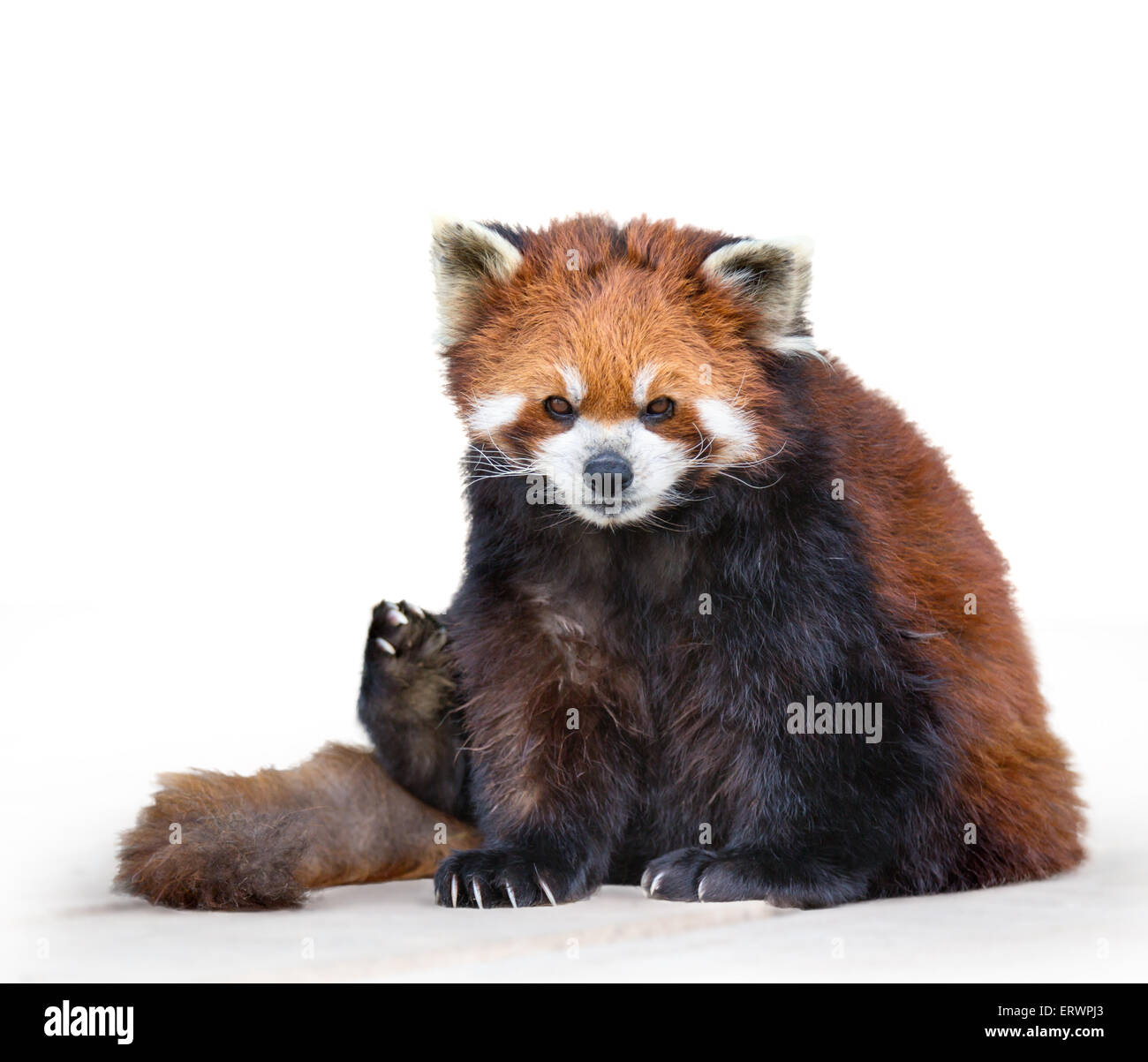 Portrait of a Red Panda Stock Photo - Alamy