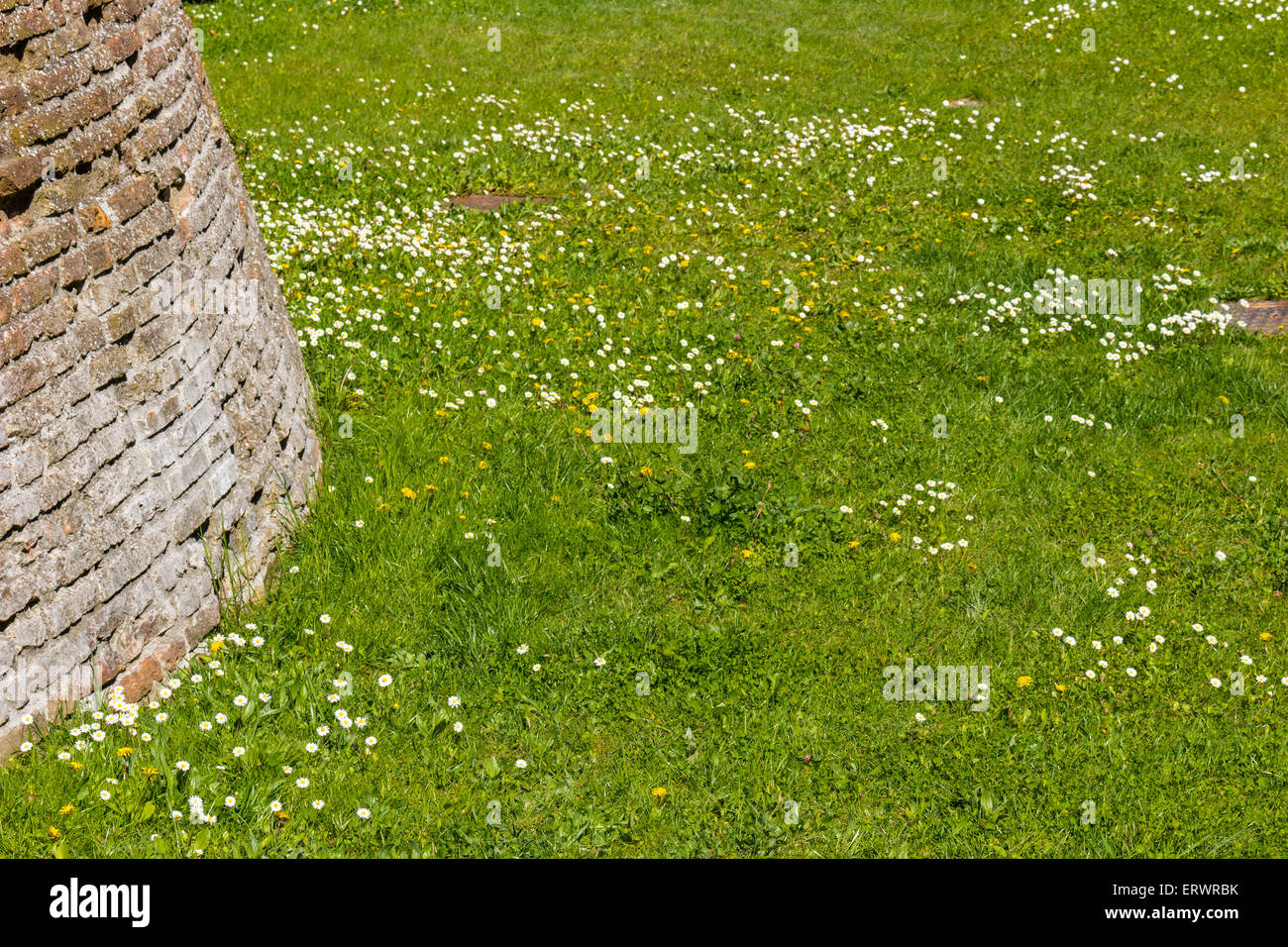 green grass and ancient brick wall of military fortification of 1400 in ...
