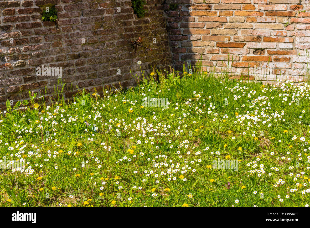 green grass and ancient brick wall of military fortification of 1400 in ...