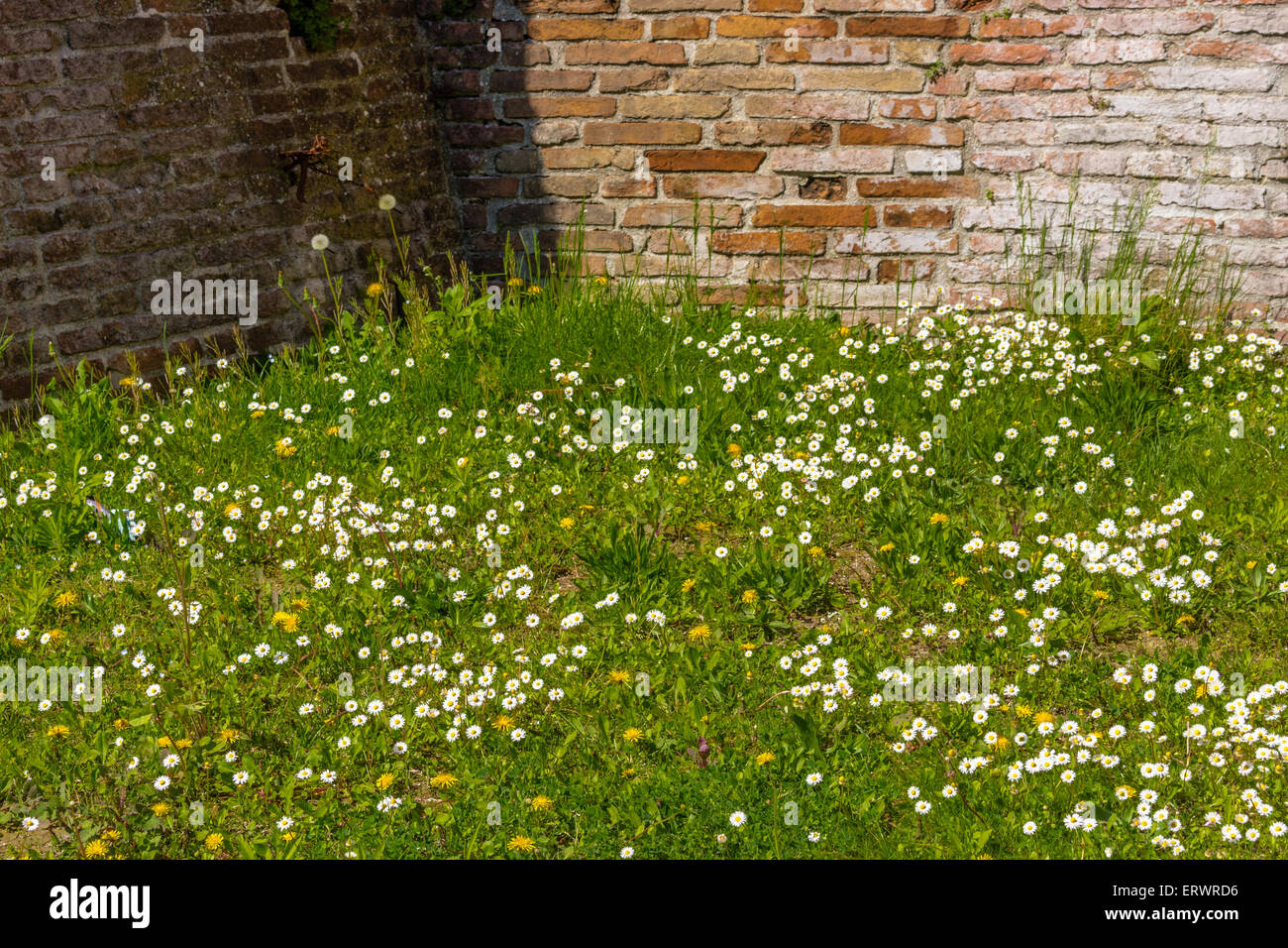 green grass and ancient brick wall of military fortification of 1400 in ...