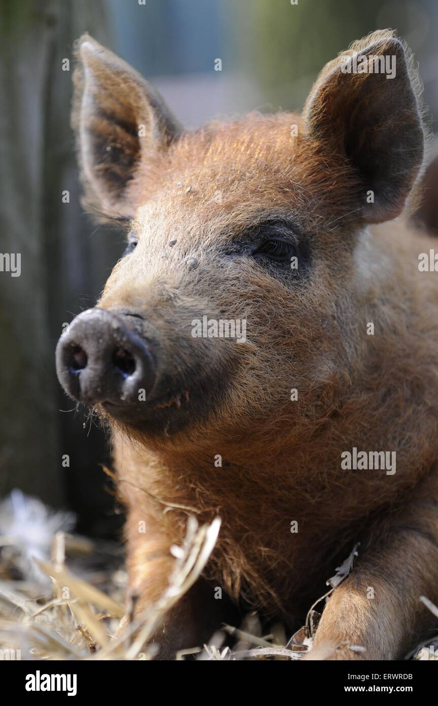 Curly haired pig hi-res stock photography and images - Alamy