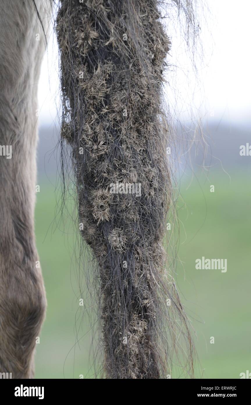 Horse tail hi-res stock photography and images - Alamy