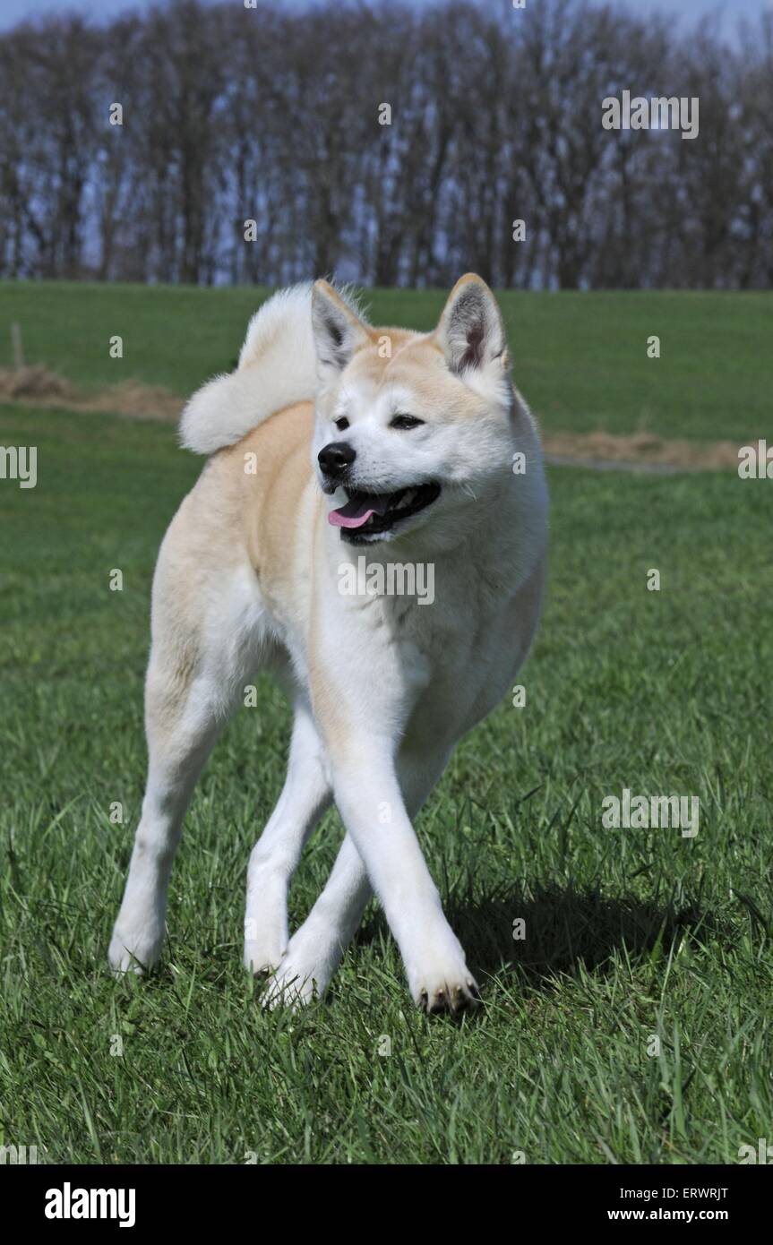 walking Akita Inu Stock Photo - Alamy