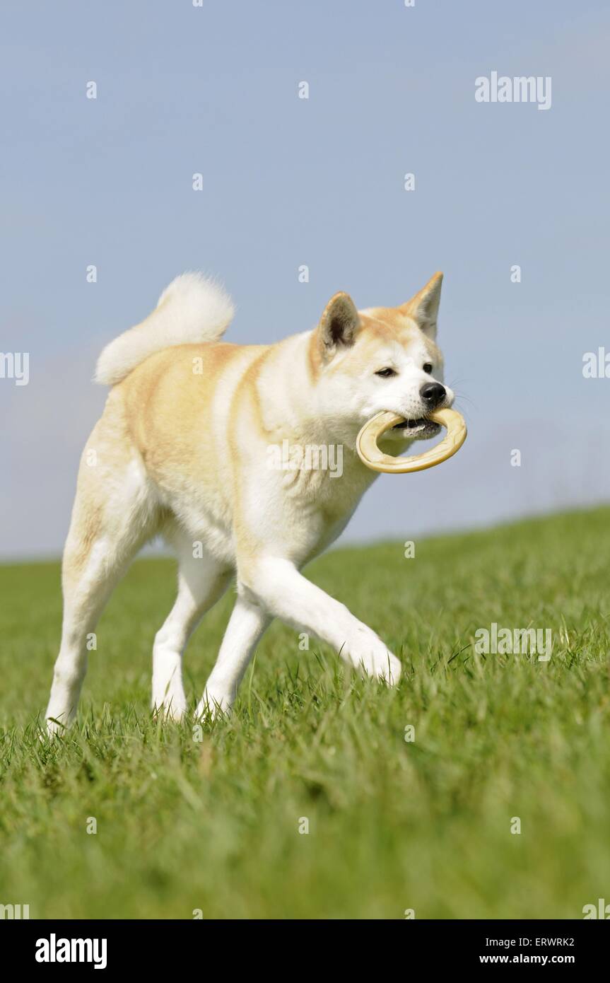 playing Akita Inu Stock Photo - Alamy
