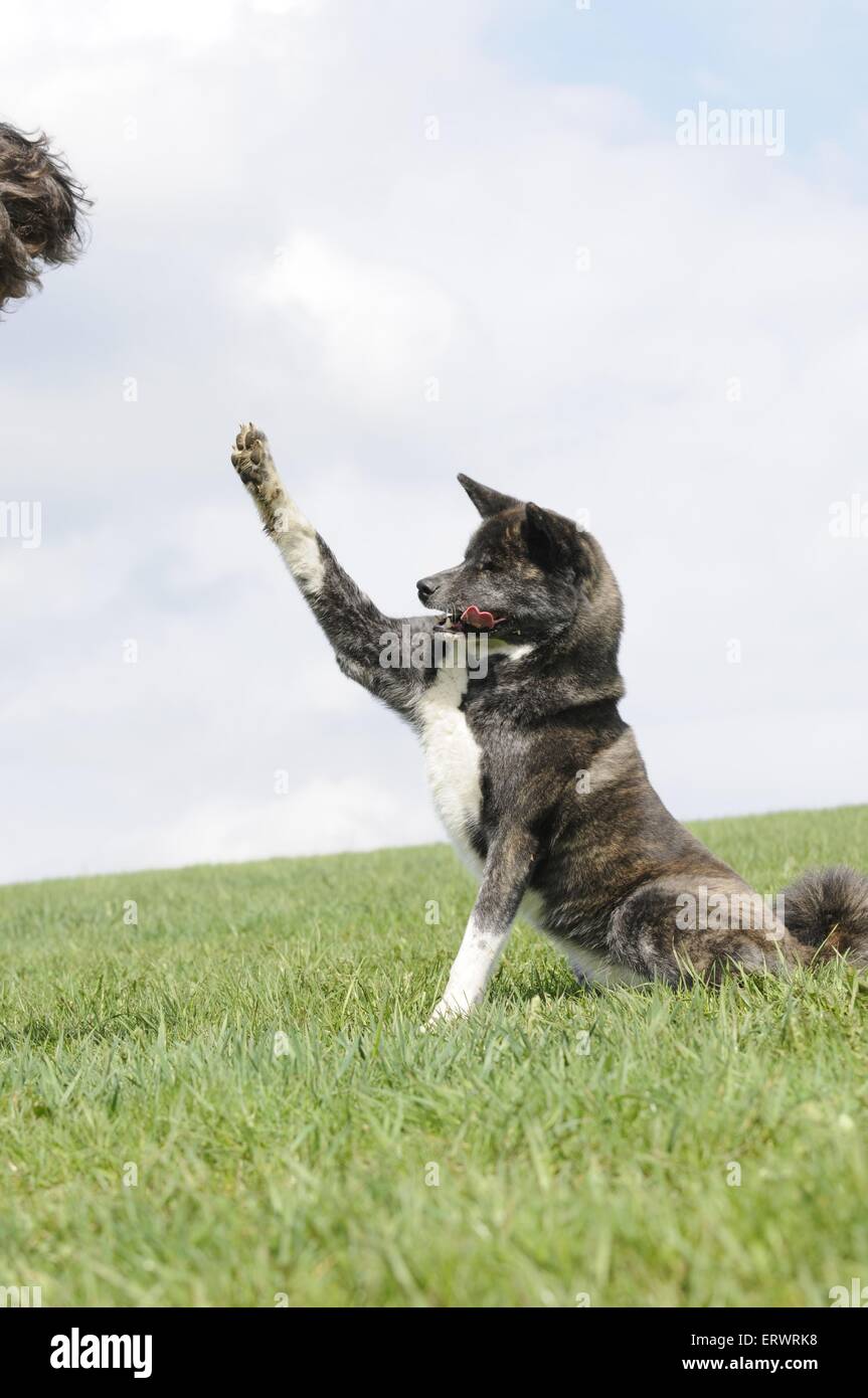 Akita Inu gives paw Stock Photo - Alamy