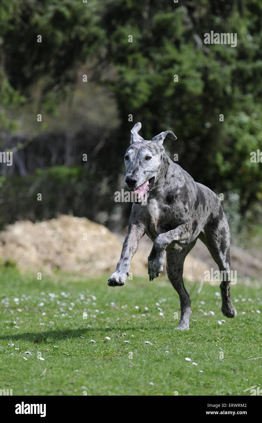 Are Great Danes Good Running Partners