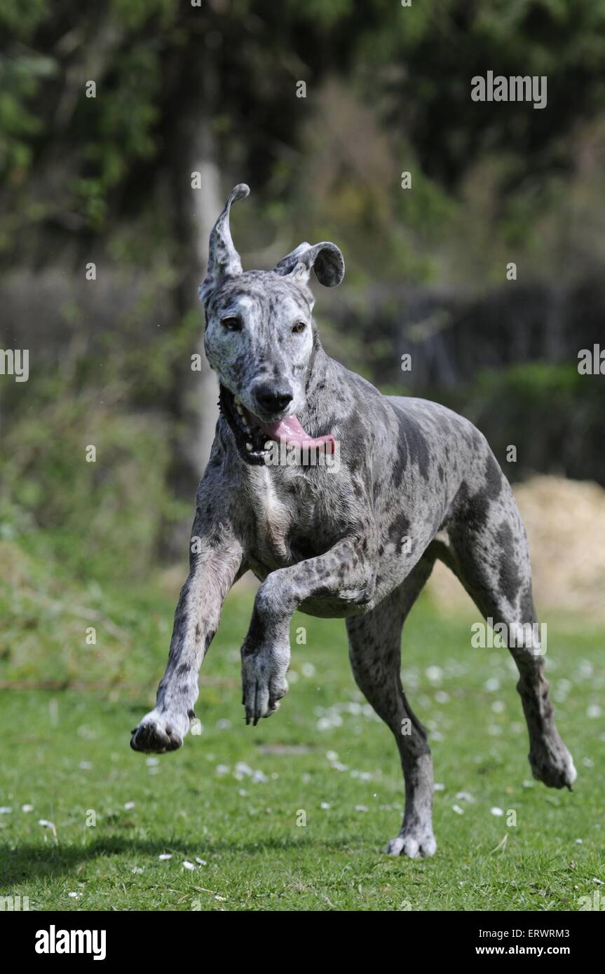 running Great Dane Stock Photo - Alamy