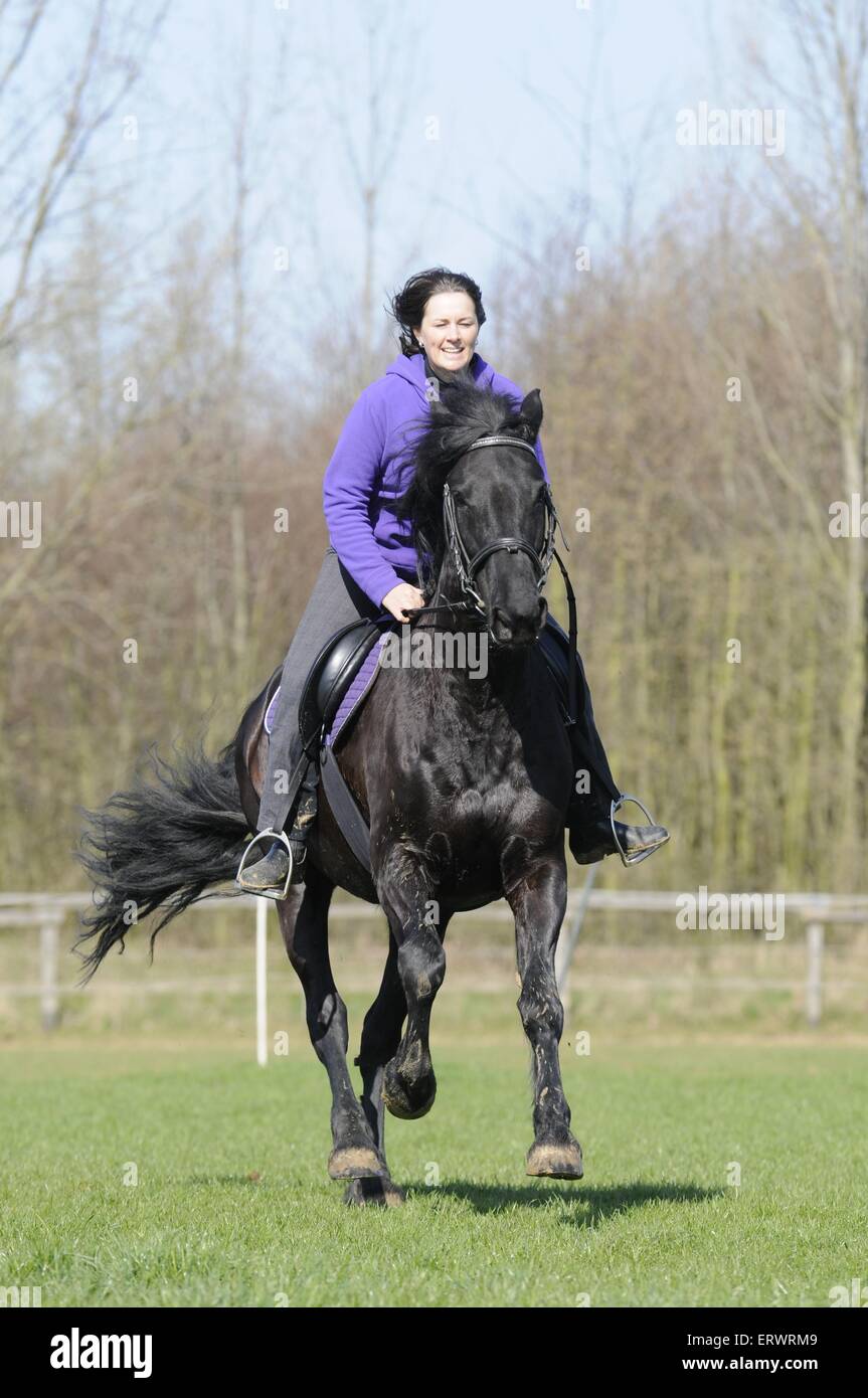 woman rides Friesian horse Stock Photo - Alamy