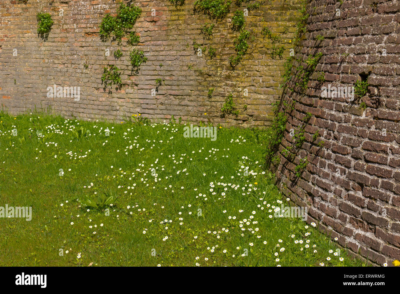 green grass and ancient brick wall of military fortification of 1400 in ...