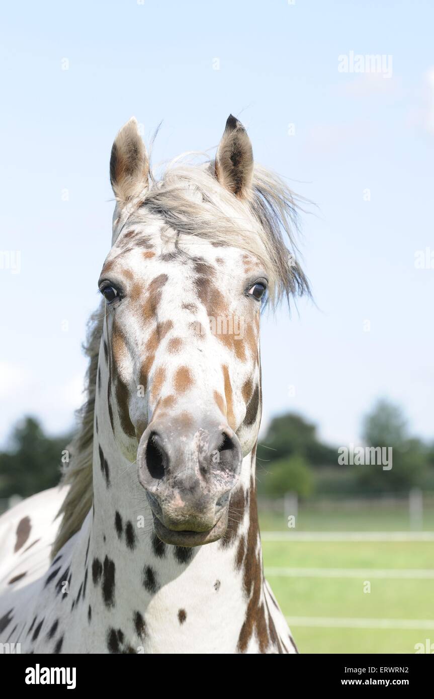 Knabstrupper hi-res stock photography and images - Alamy