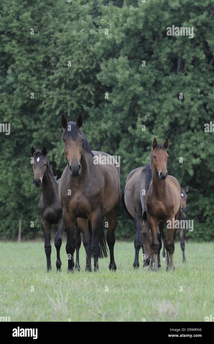 Holsteiner foal hi-res stock photography and images - Alamy