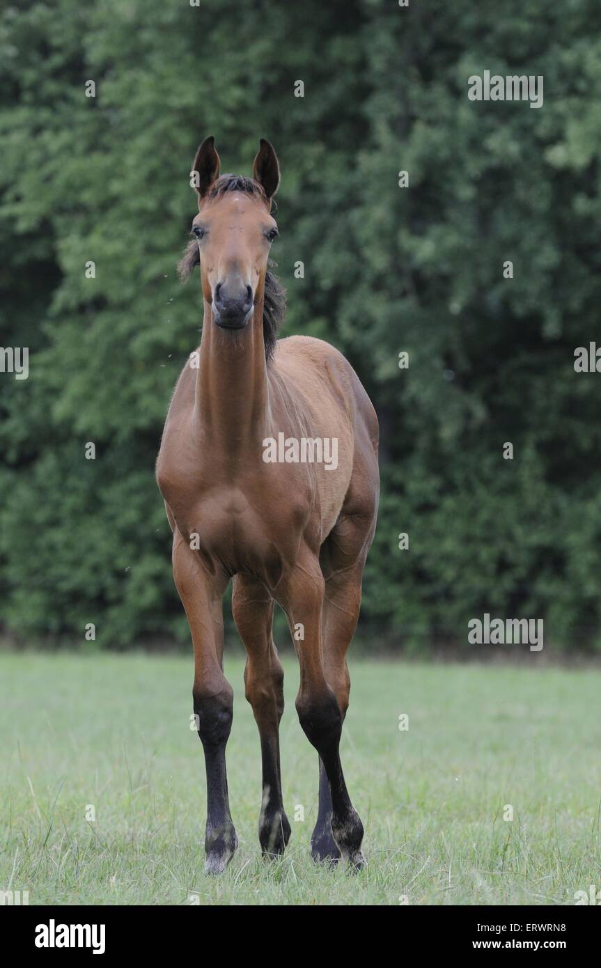 Holsteiner horse hi-res stock photography and images - Alamy