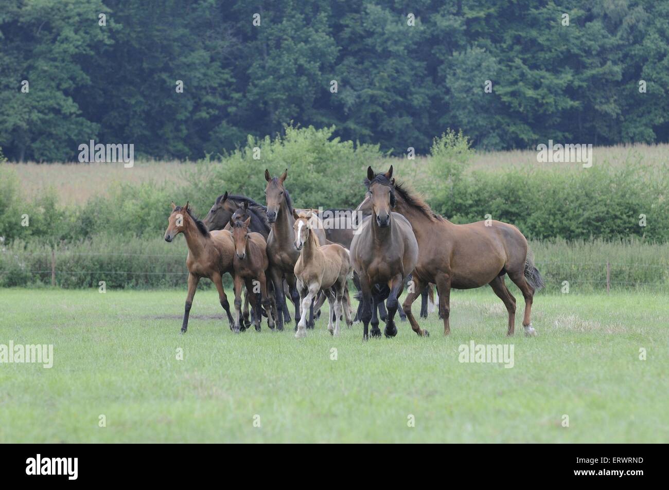 Holsteiner hi-res stock photography and images - Alamy