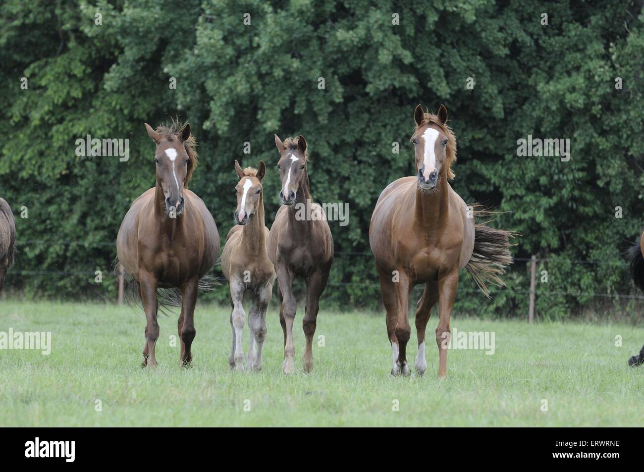 Holsteiner foal hi-res stock photography and images - Alamy