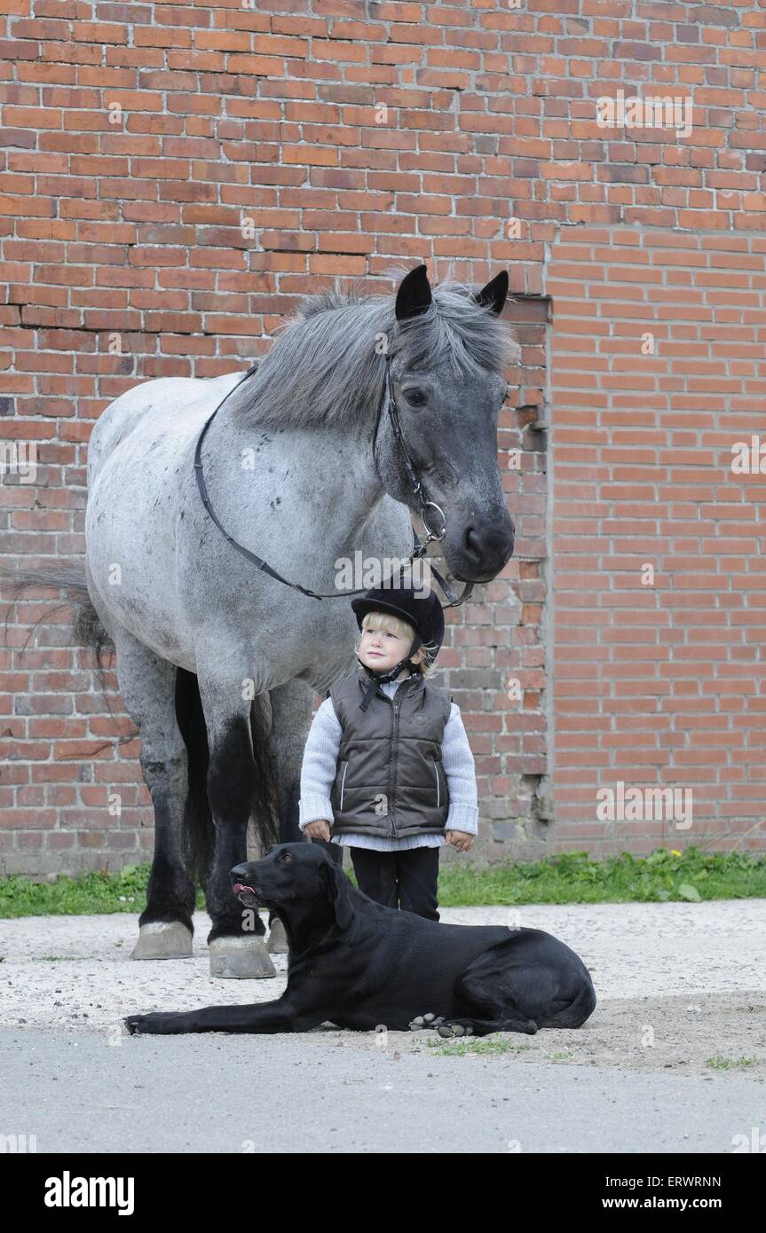 The big dog horse hi-res stock photography and images - Alamy