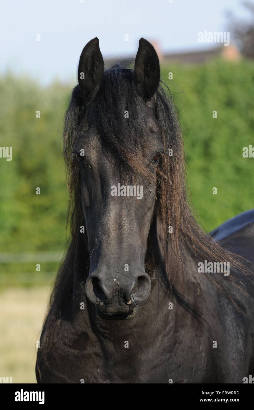 Friesian horse portrait Stock Photo - Alamy