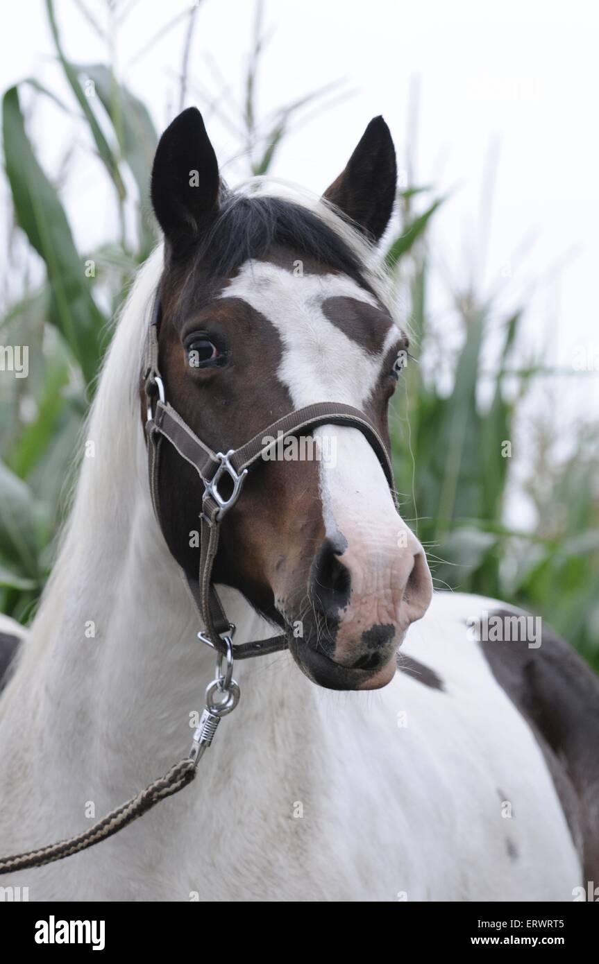 Lewitzer pony hi-res stock photography and images - Alamy