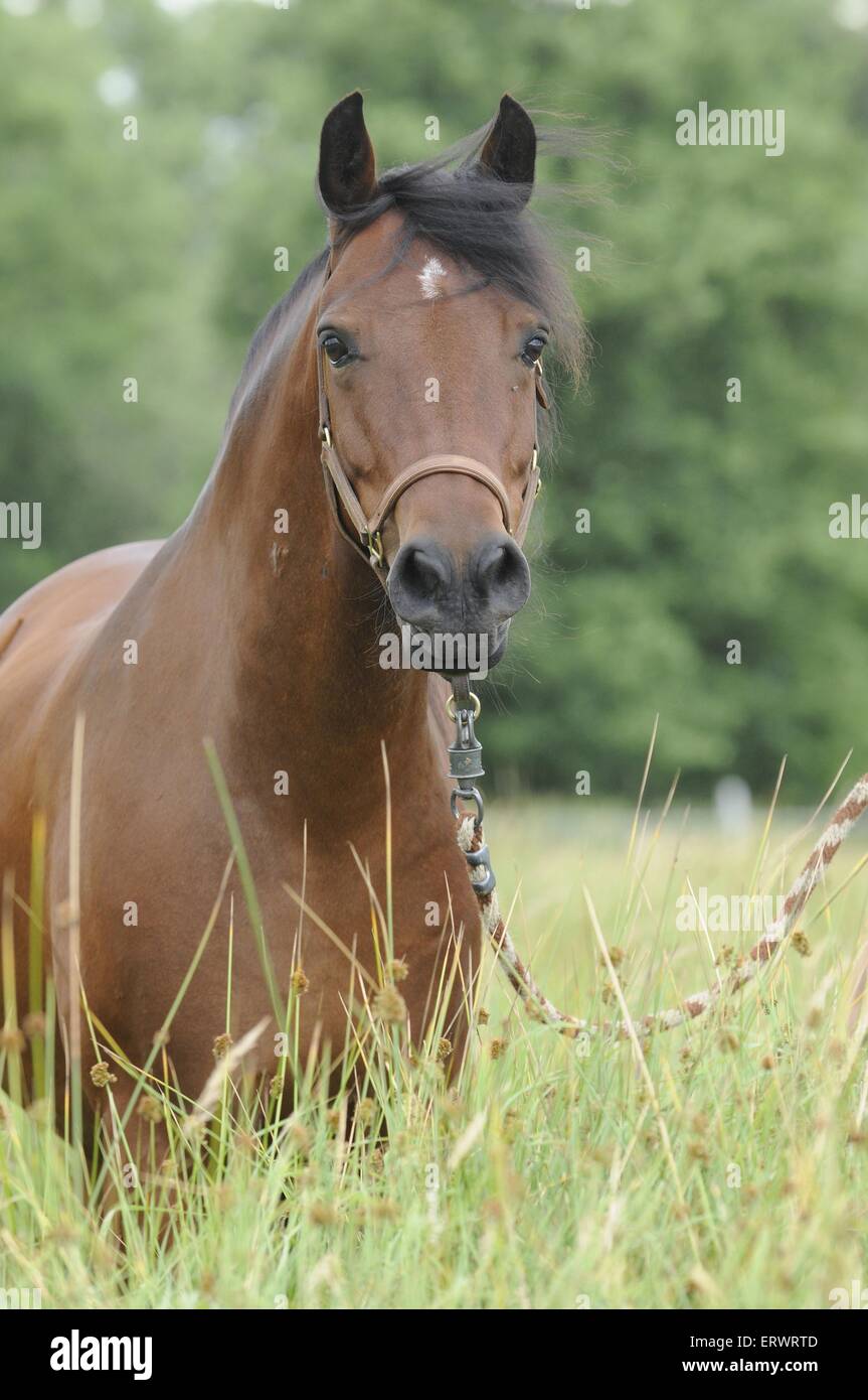 Bay welsh pony hi-res stock photography and images - Alamy