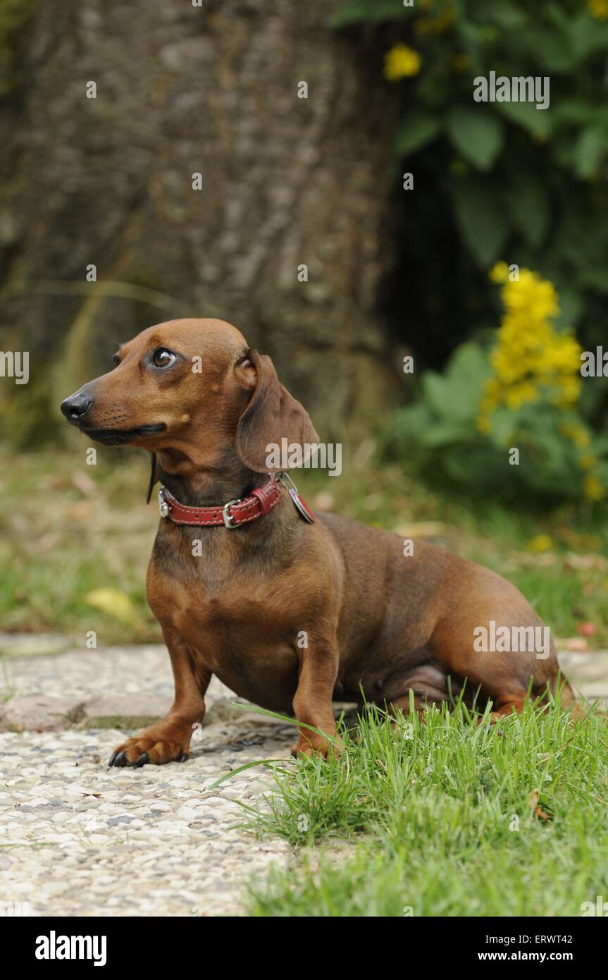 Teckel sitting hi-res stock photography and images - Alamy