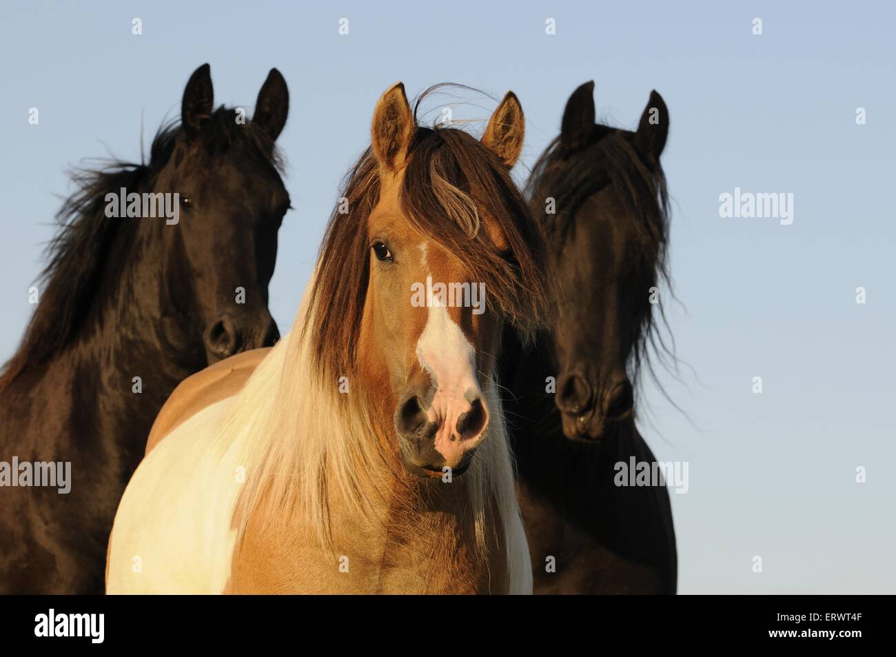 3 horses heads hi-res stock photography and images - Alamy