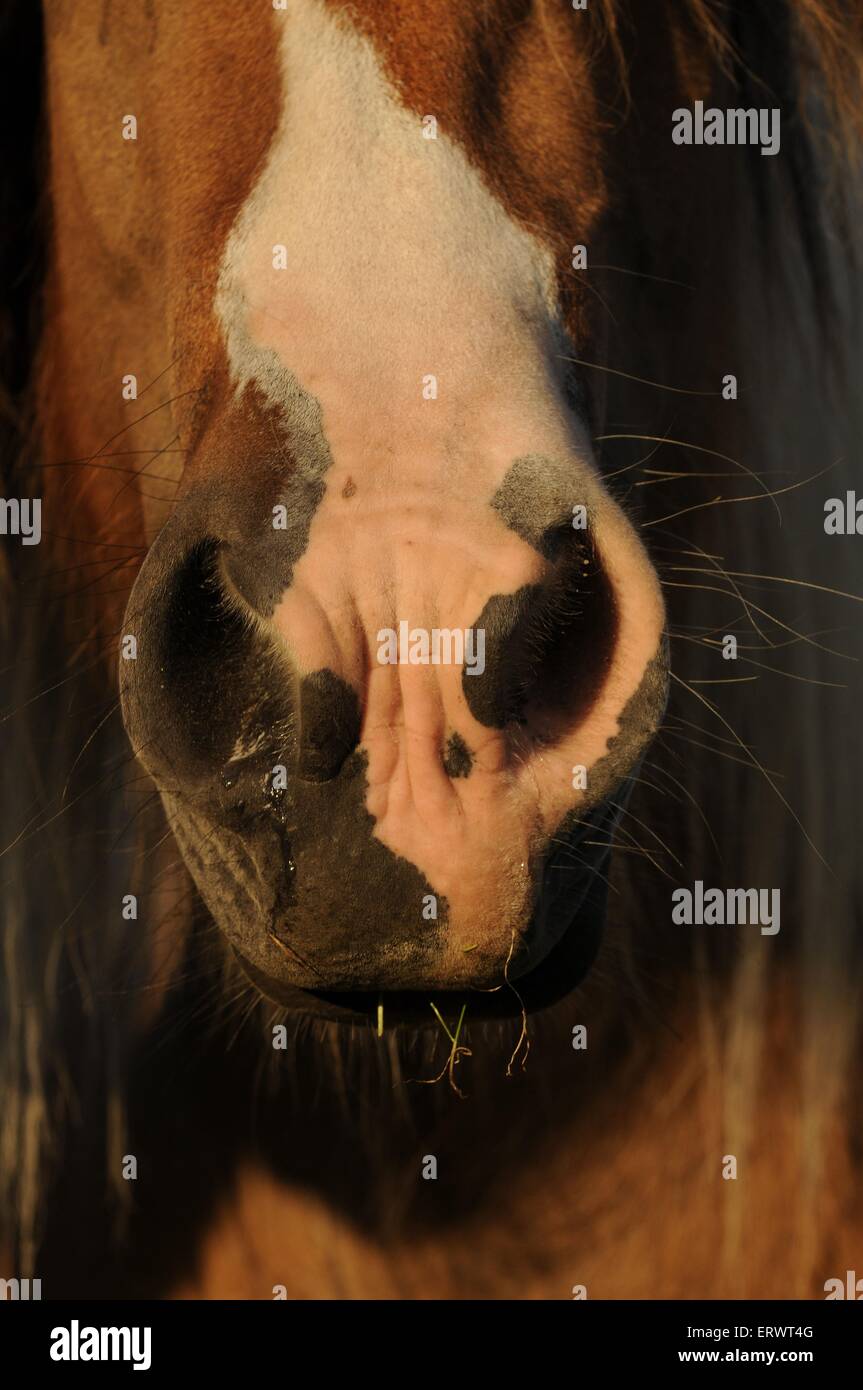Pony nose close up hi-res stock photography and images - Alamy