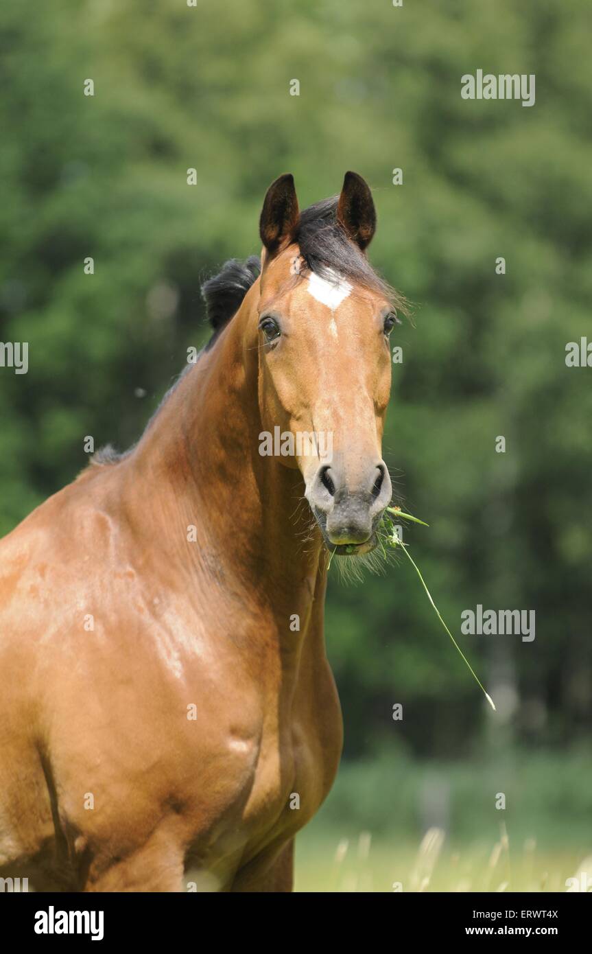 Portrait grazing bay horse hi-res stock photography and images - Alamy