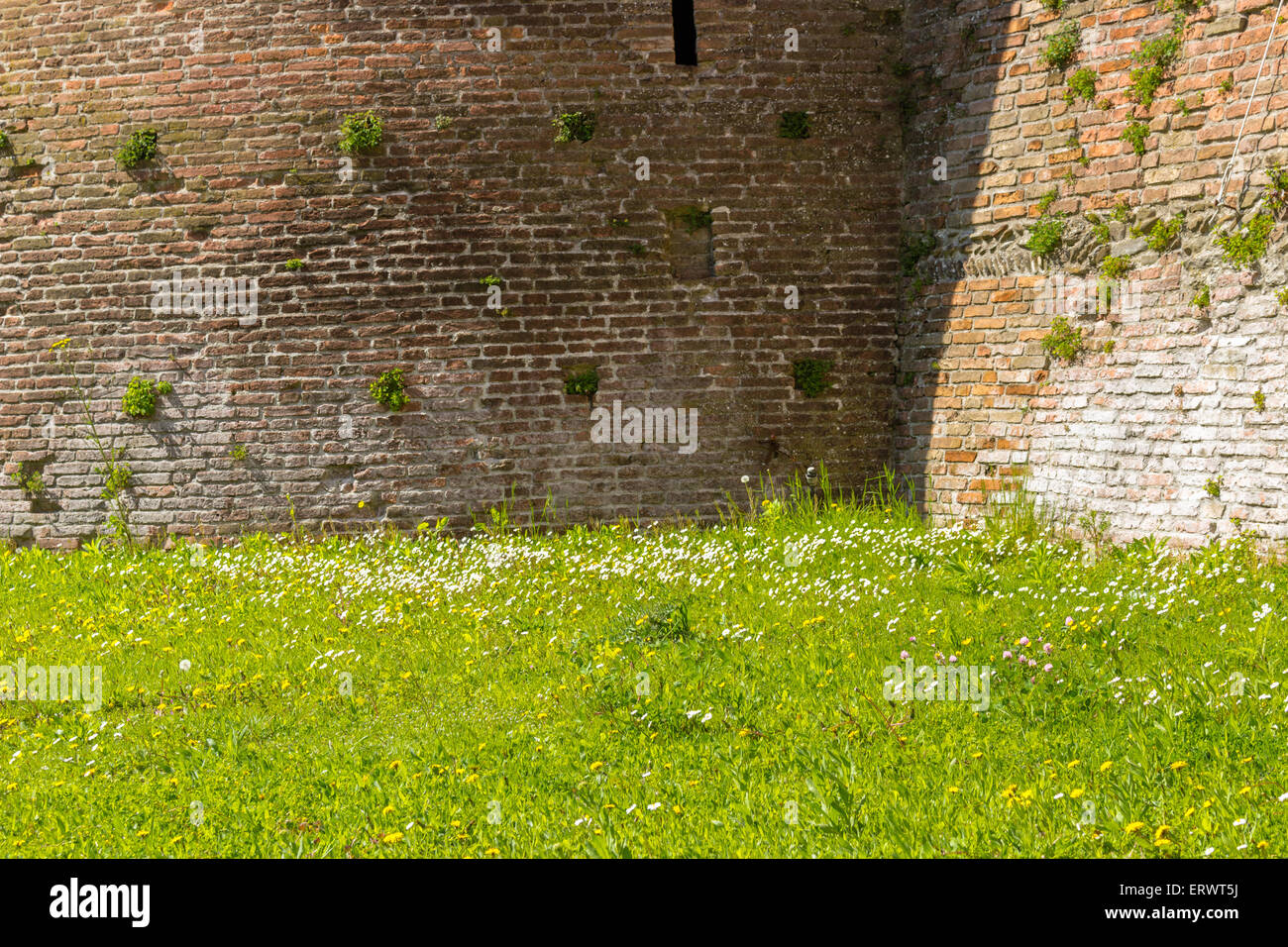 green grass and ancient brick wall of military fortification of 1400 in ...