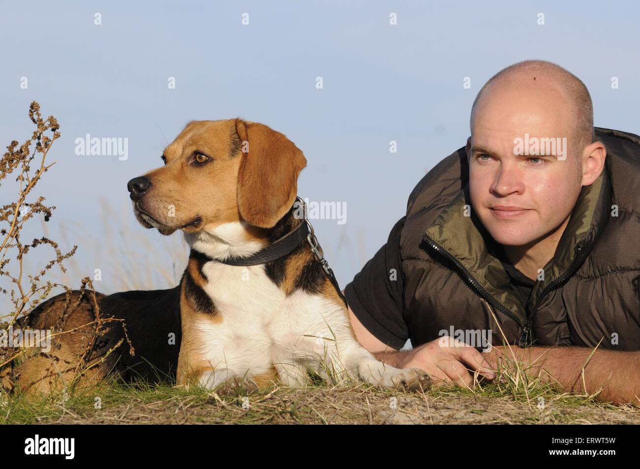 man and Beagle Stock Photo - Alamy
