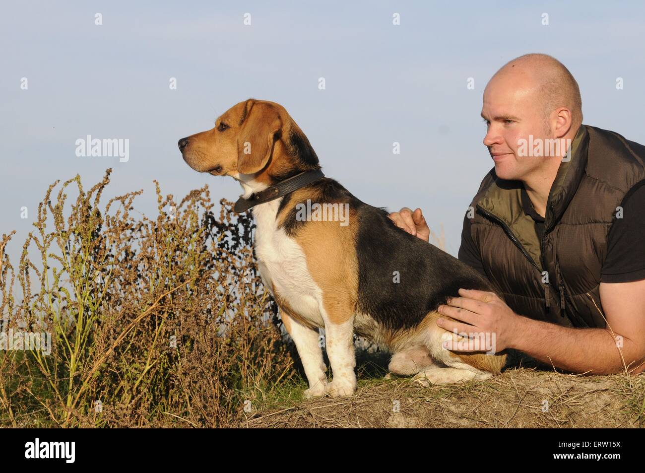 man and Beagle Stock Photo - Alamy
