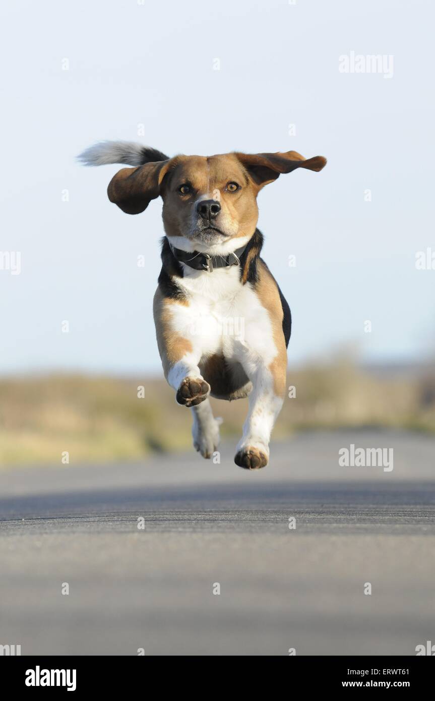 Beagle street hi-res stock photography and images - Alamy