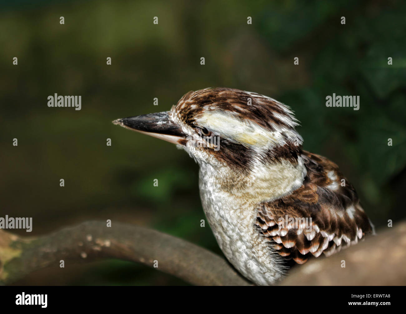 Australian a beautiful kookaburra in a tree Stock Photo - Alamy