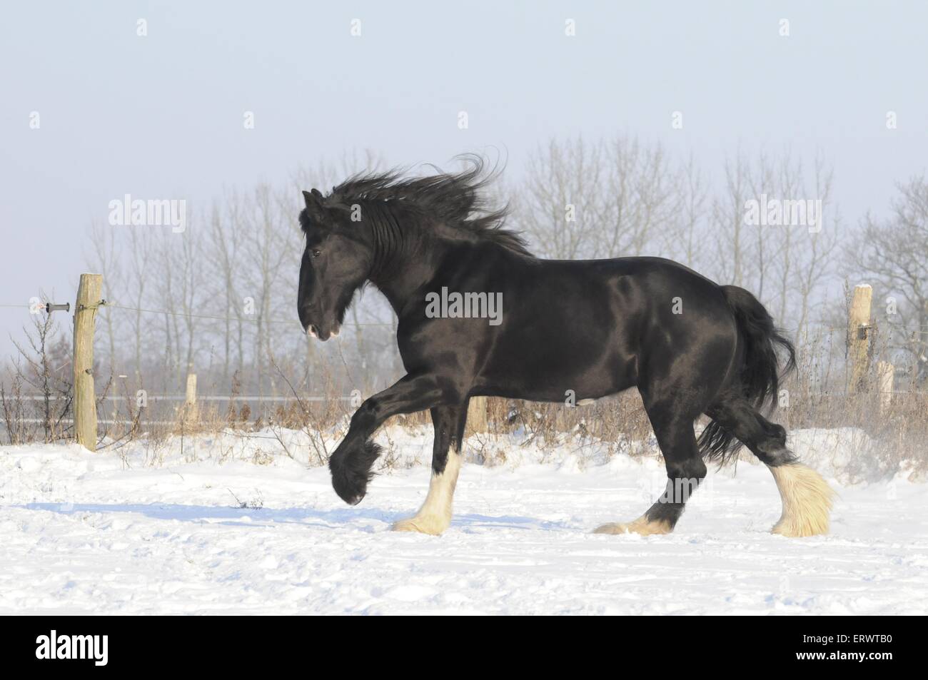 galloping Shire Horse Stock Photo - Alamy