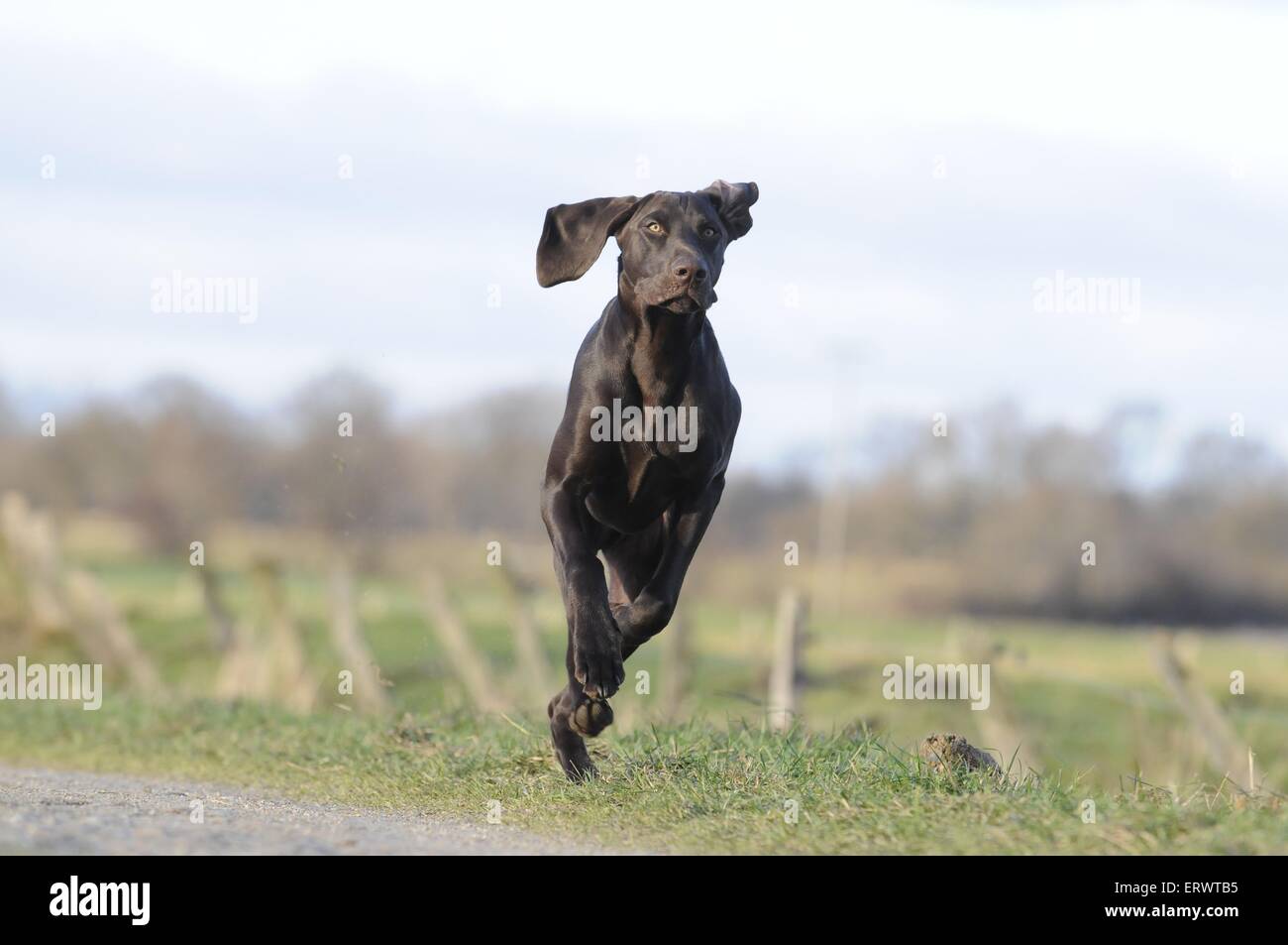 running German shorthaired Pointer Stock Photo - Alamy