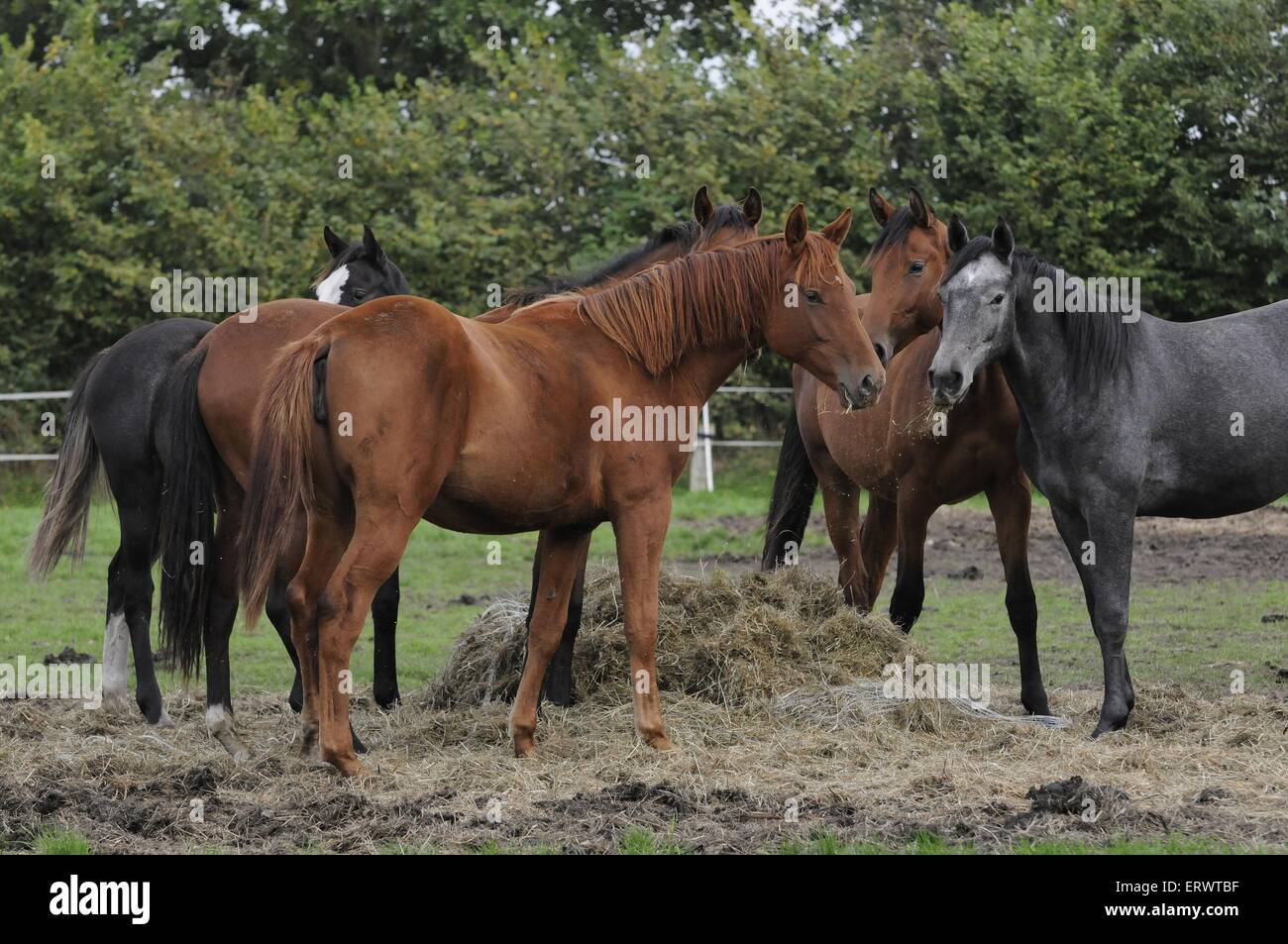 Fodder shock hi-res stock photography and images - Alamy