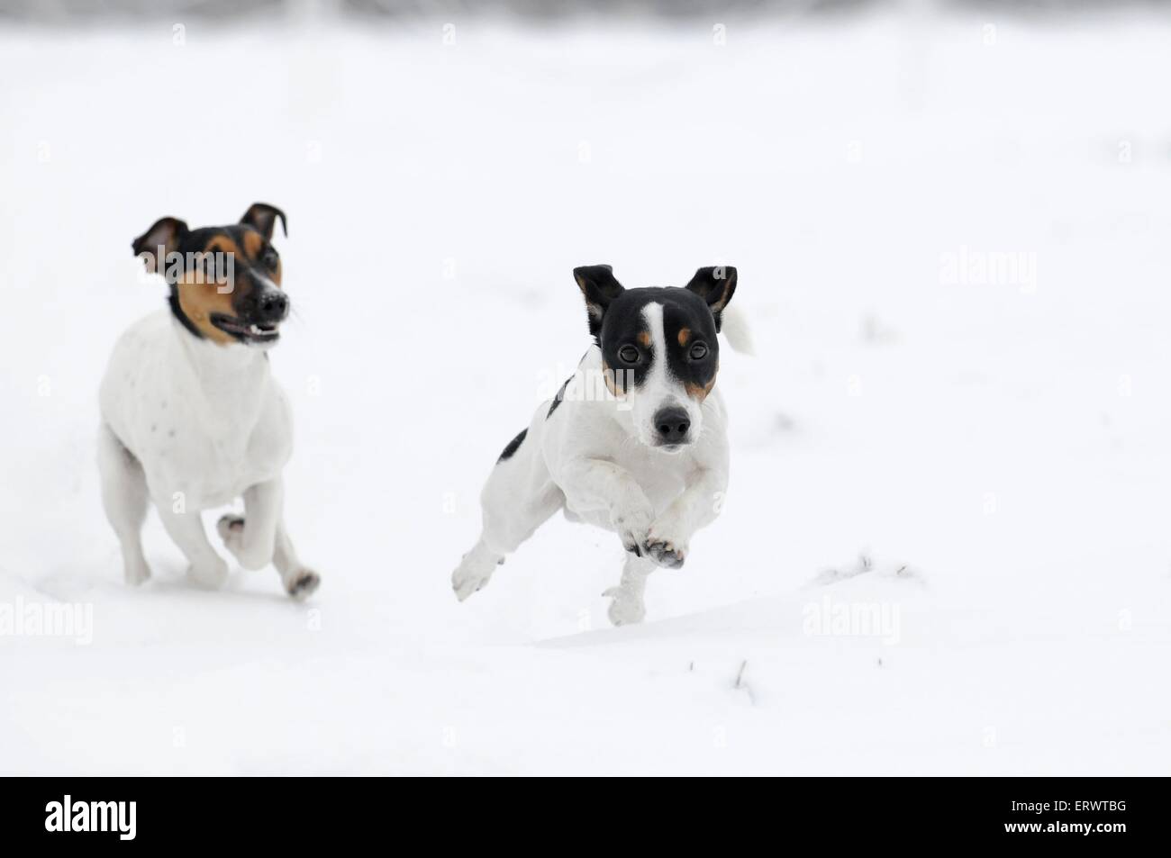 running Jack Russell Terrier Stock Photo - Alamy
