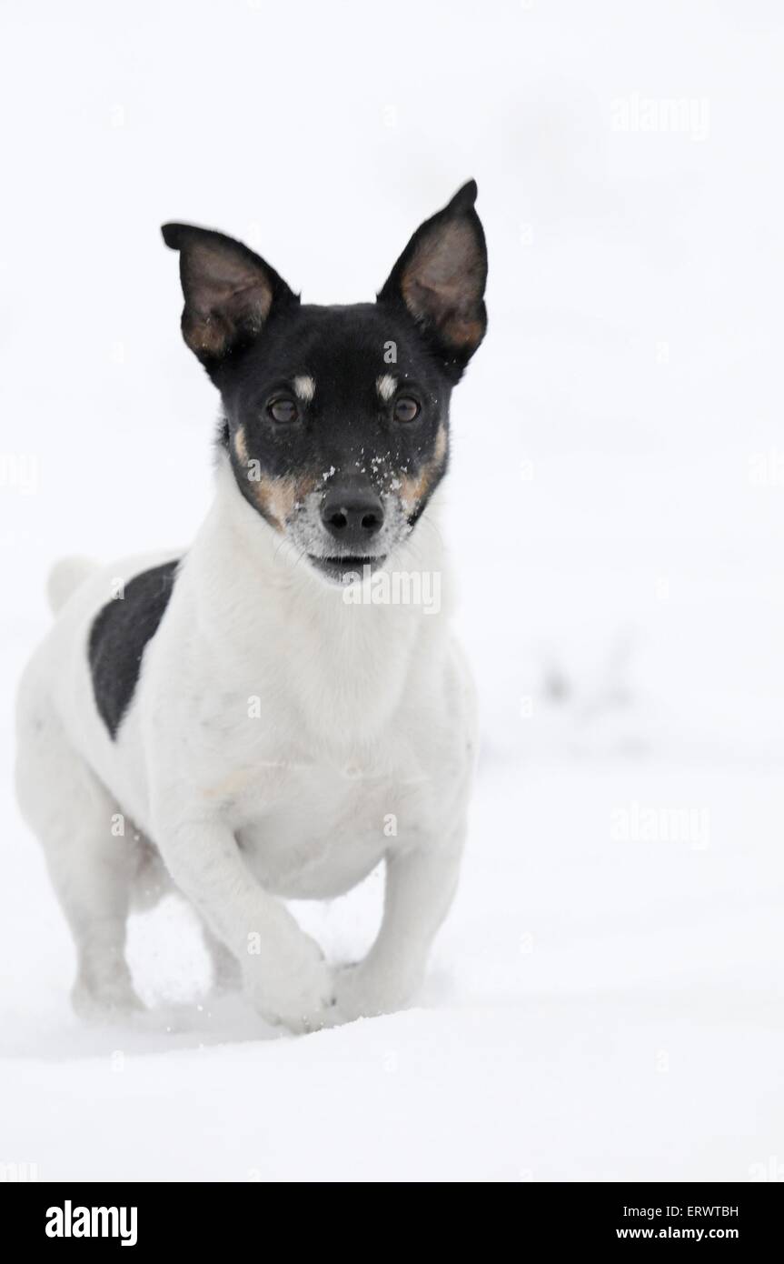 running Jack Russell Terrier Stock Photo - Alamy