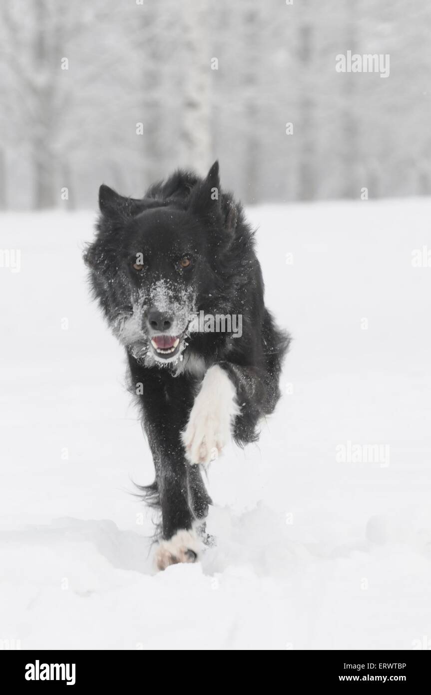 running Border Collie Stock Photo - Alamy