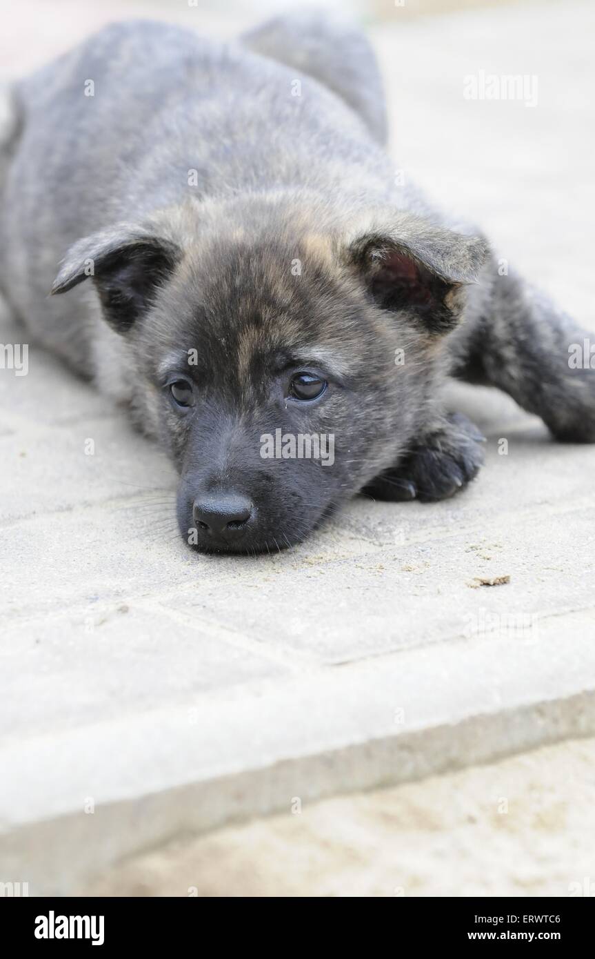Hollandse Herder Puppy Stock Photo - Alamy