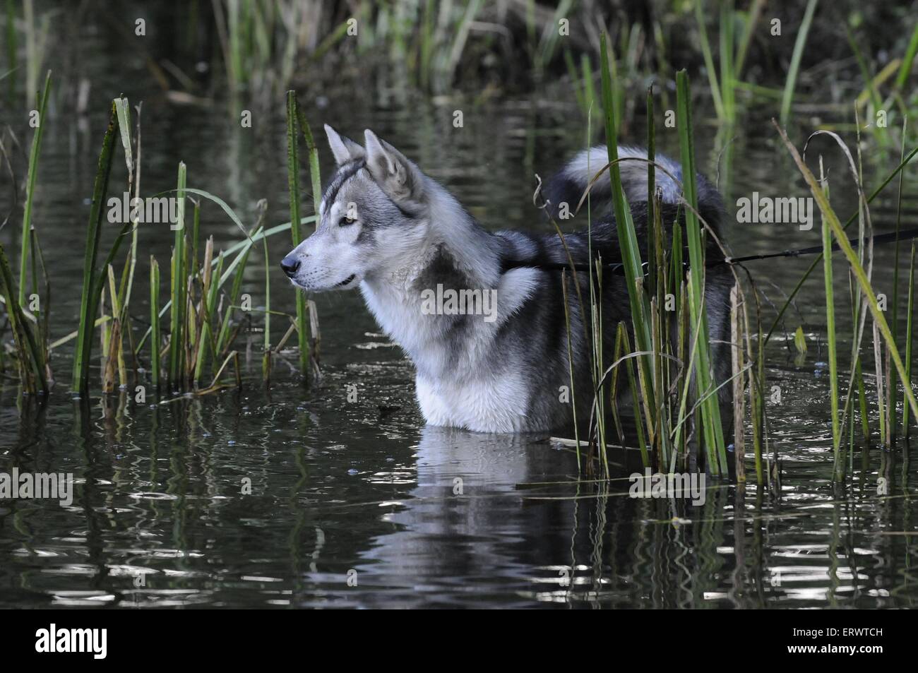 American wolfhound hi-res stock photography and images - Alamy