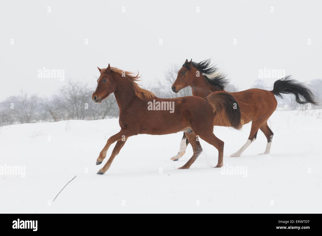 Galloping horses hi-res stock photography and images - Alamy
