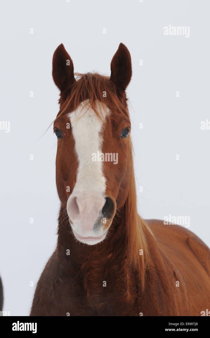 Quarter Horse Portrait Stock Photo - Alamy