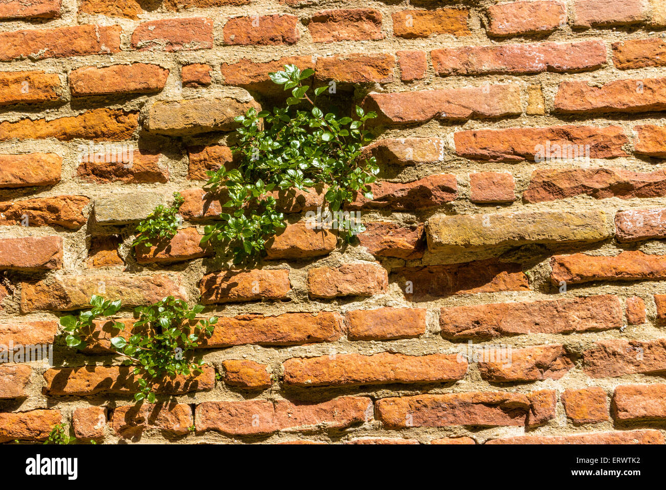 green plants and ancient brick walls with window of military ...