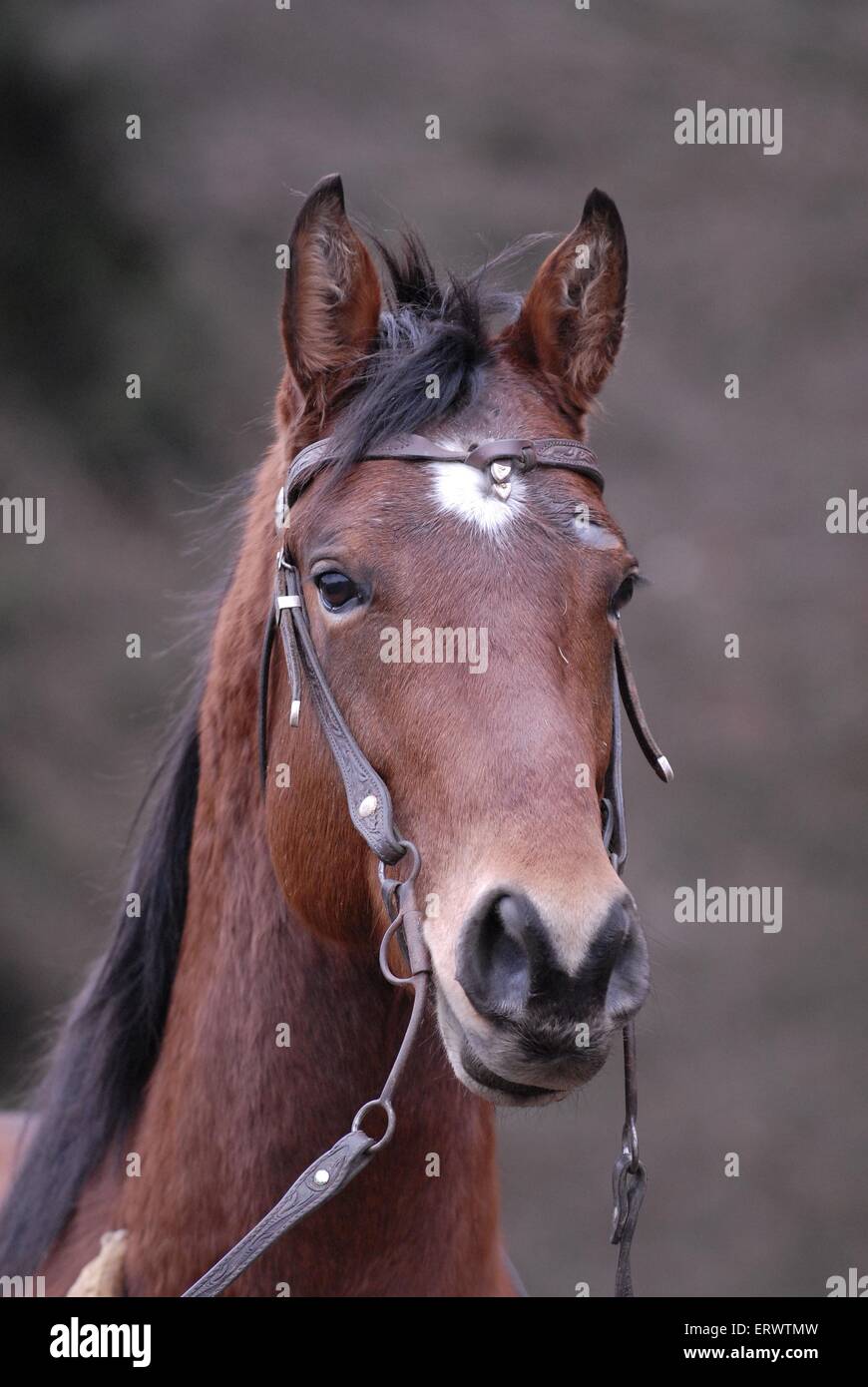 Appaloosa portrait hi-res stock photography and images - Alamy