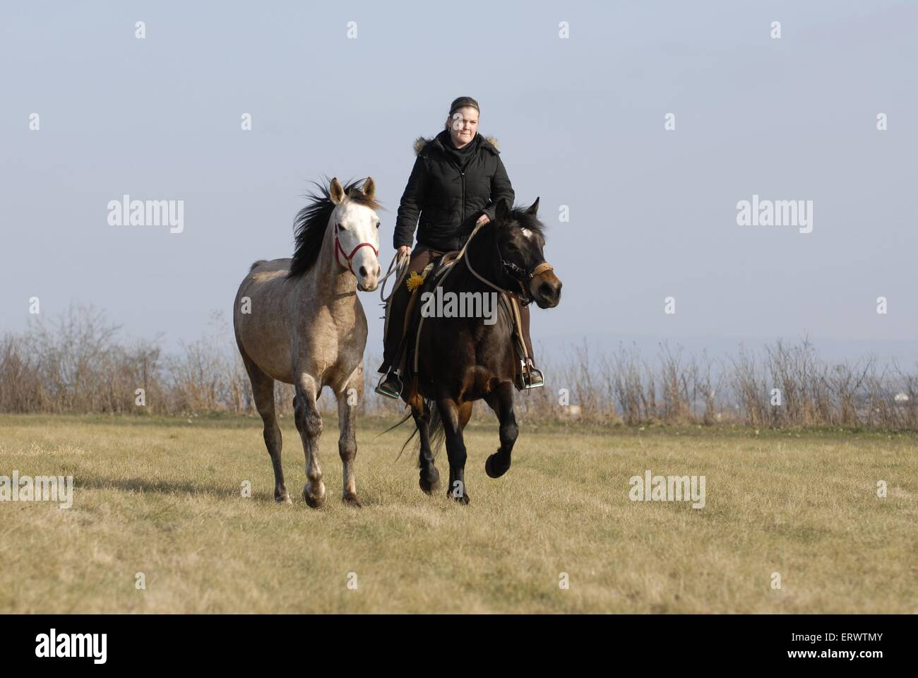 woman rides Quarter Horse Stock Photo - Alamy