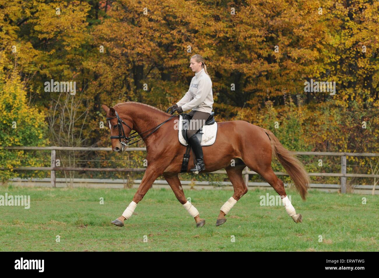 woman rides Hanoverian Stock Photo - Alamy