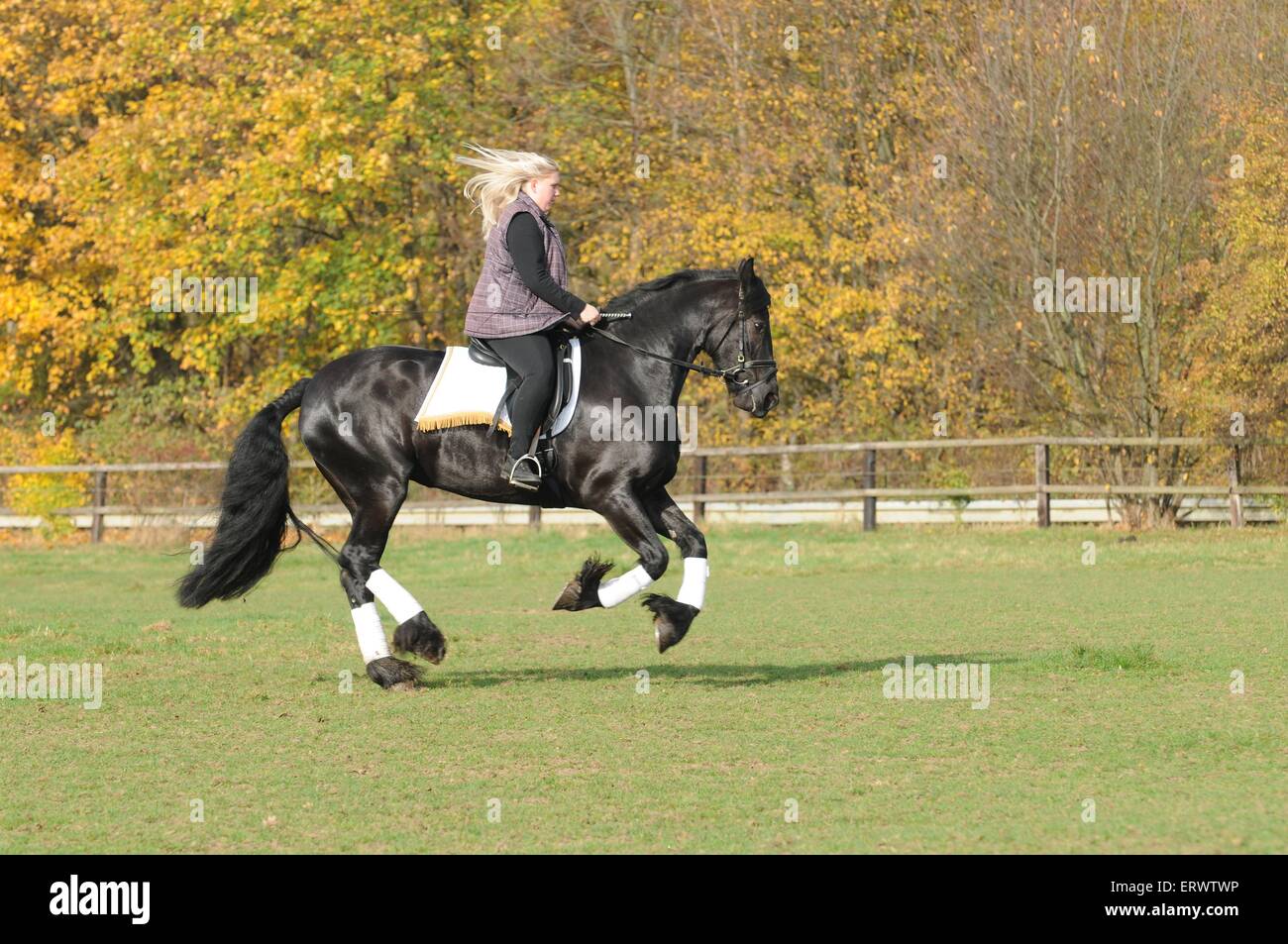 woman rides Frisian horse Stock Photo - Alamy