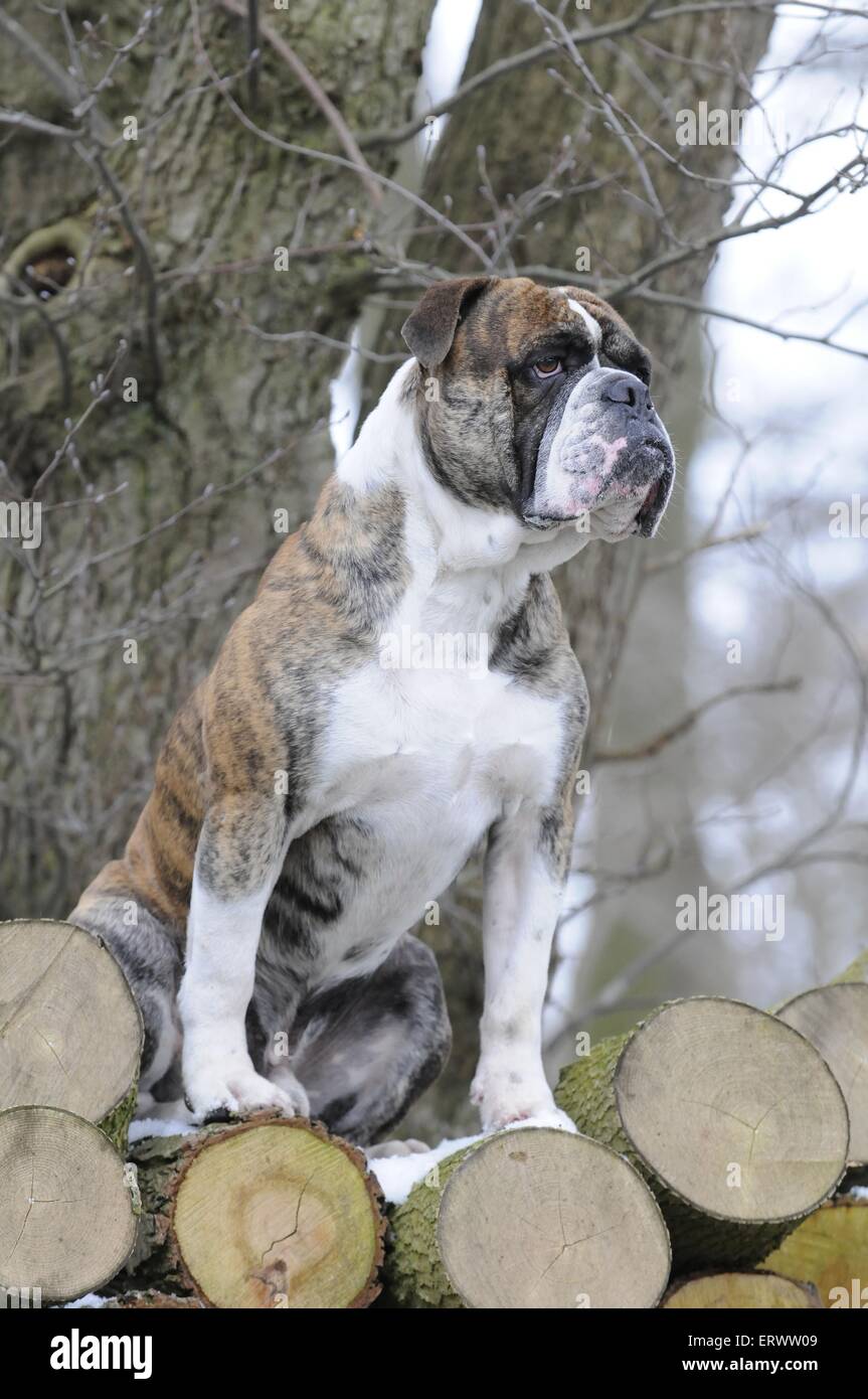 Olde English Bulldog Stock Photo - Alamy