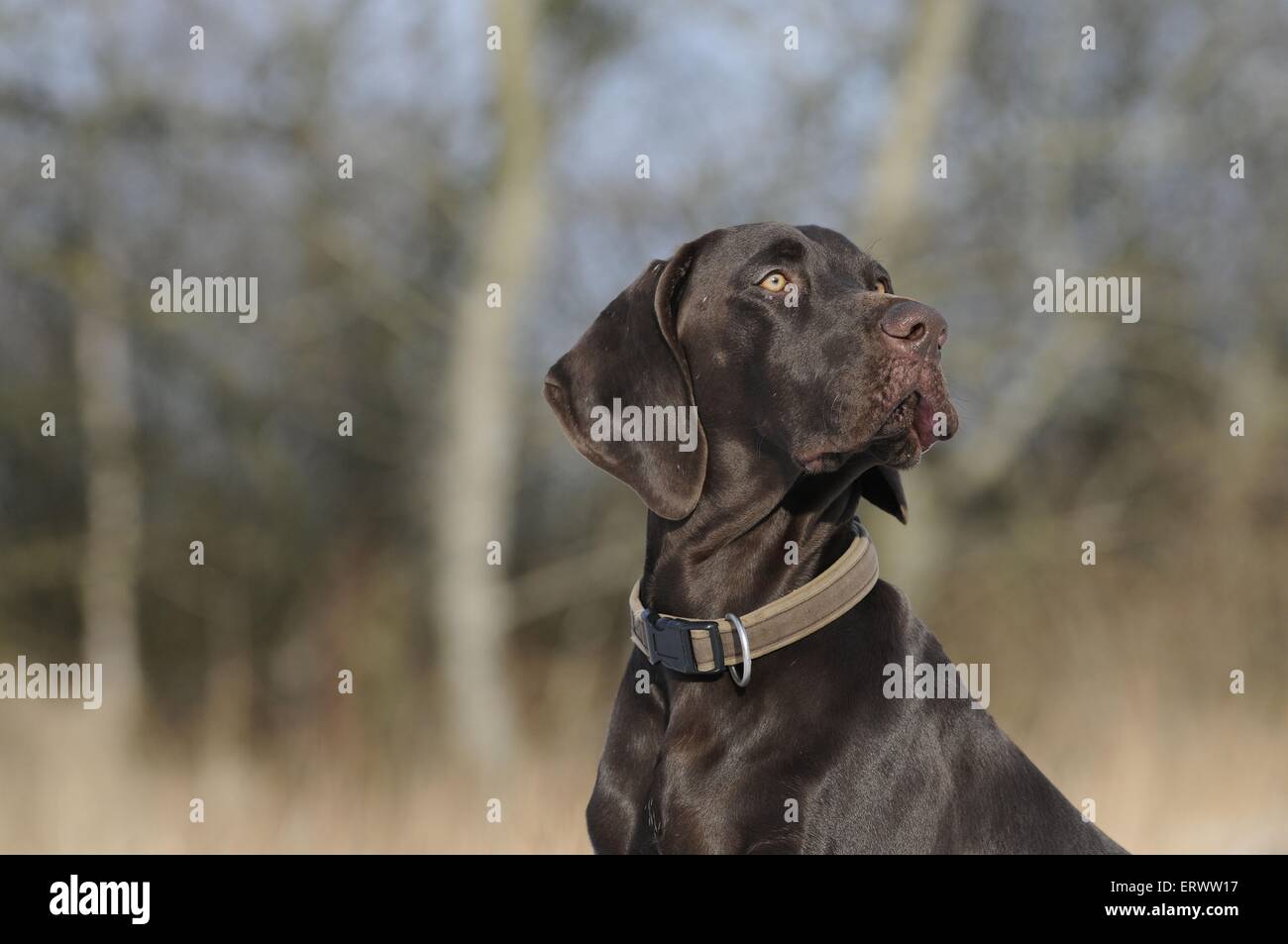 German shorthaired Pointer Portrait Stock Photo - Alamy