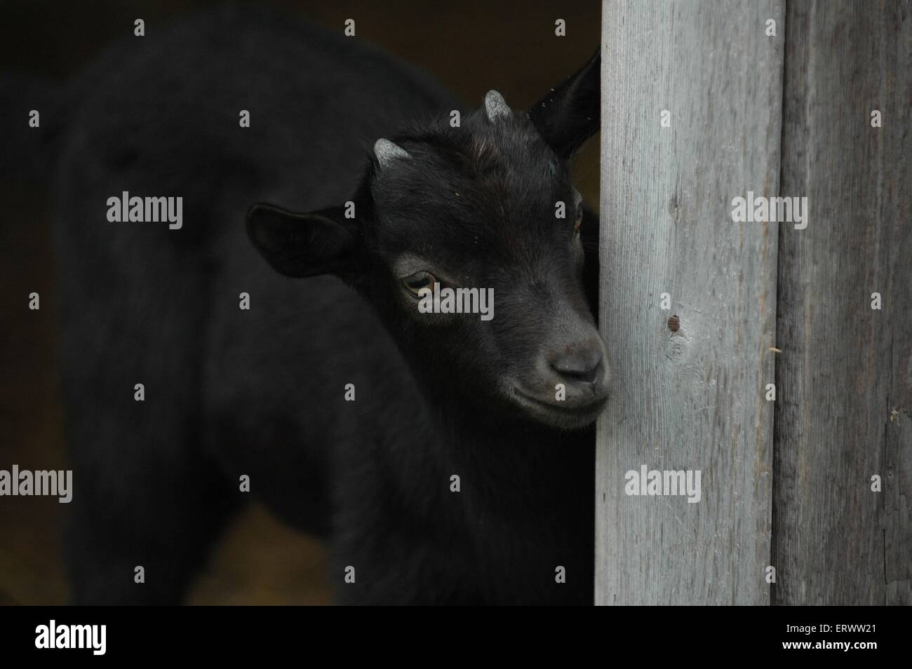 Pygmy domestic goat or dwarf goat hi-res stock photography and images ...